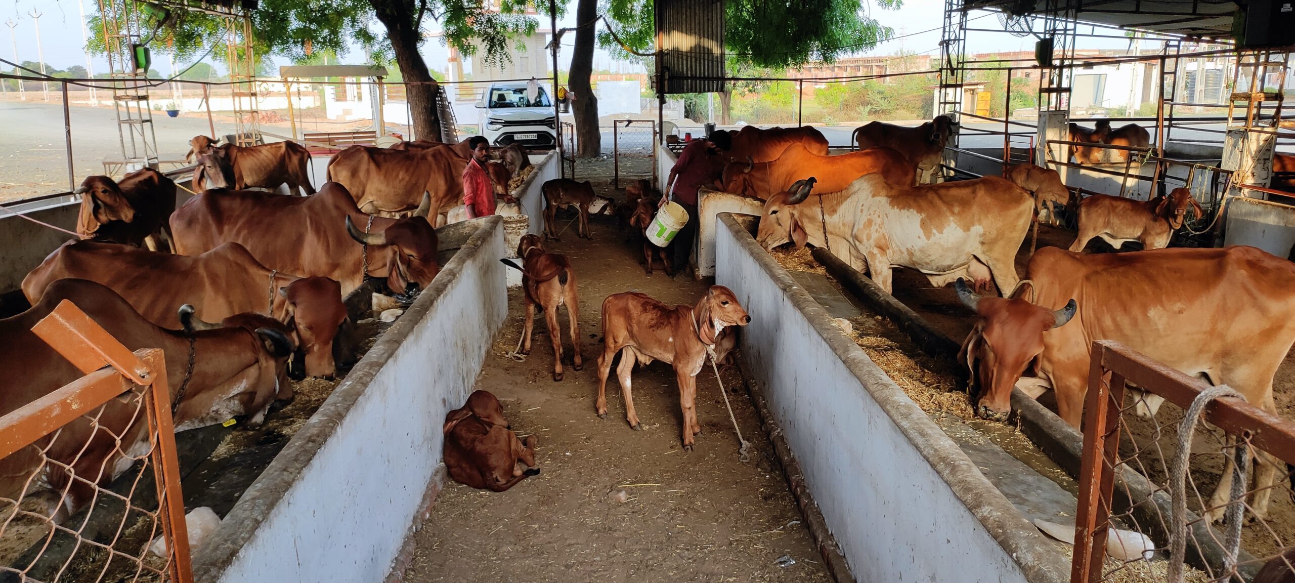 Gaushala - Walk For Care Foundation