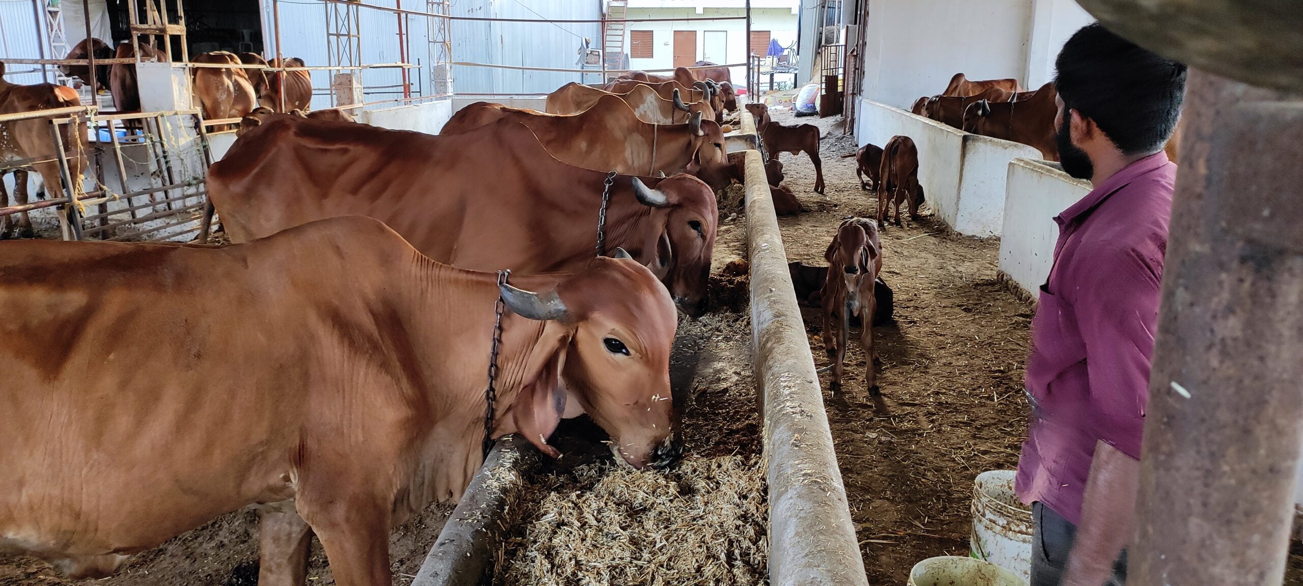 Gaushala - Walk For Care Foundation