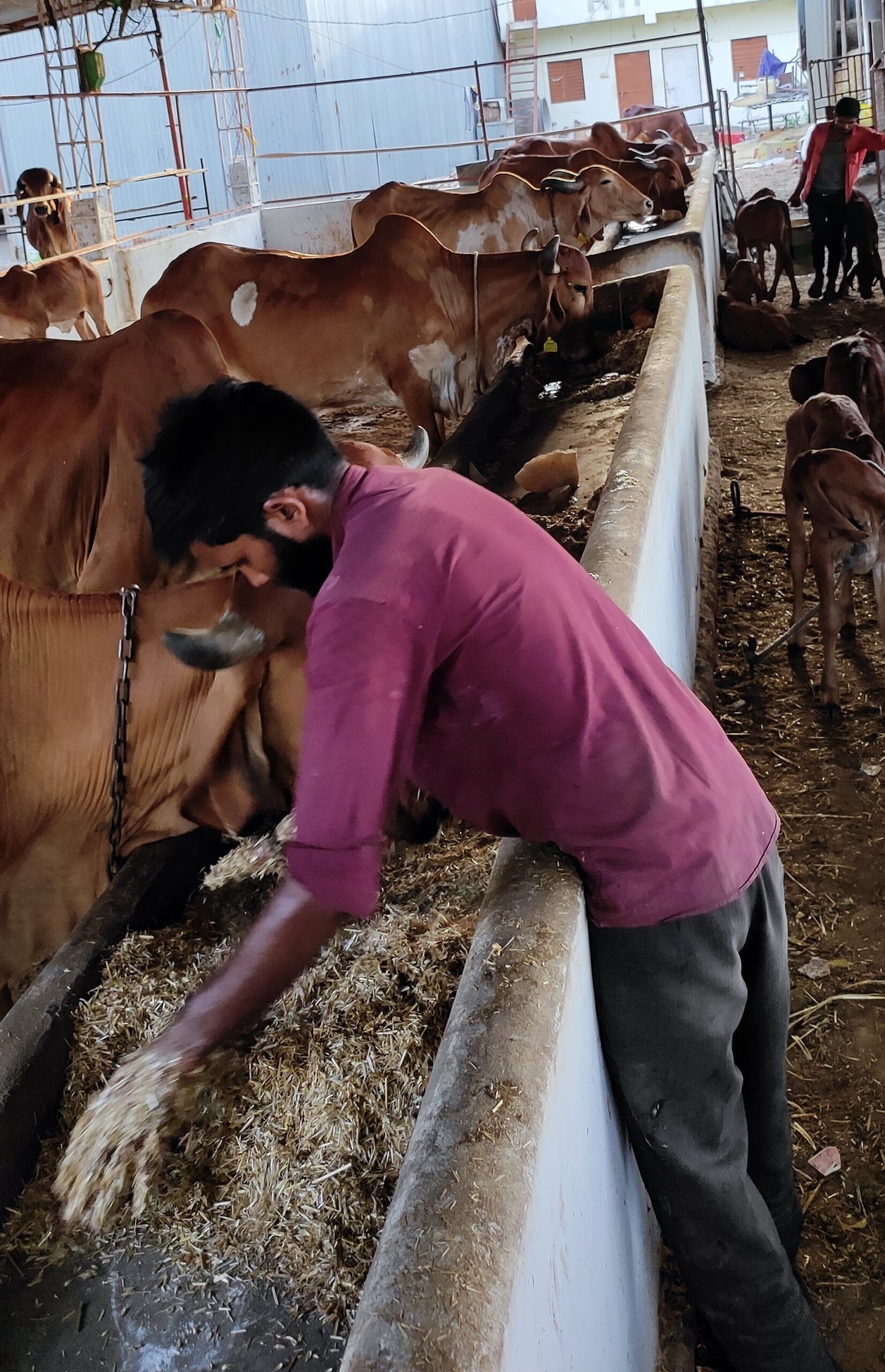 Gaushala - Walk For Care Foundation